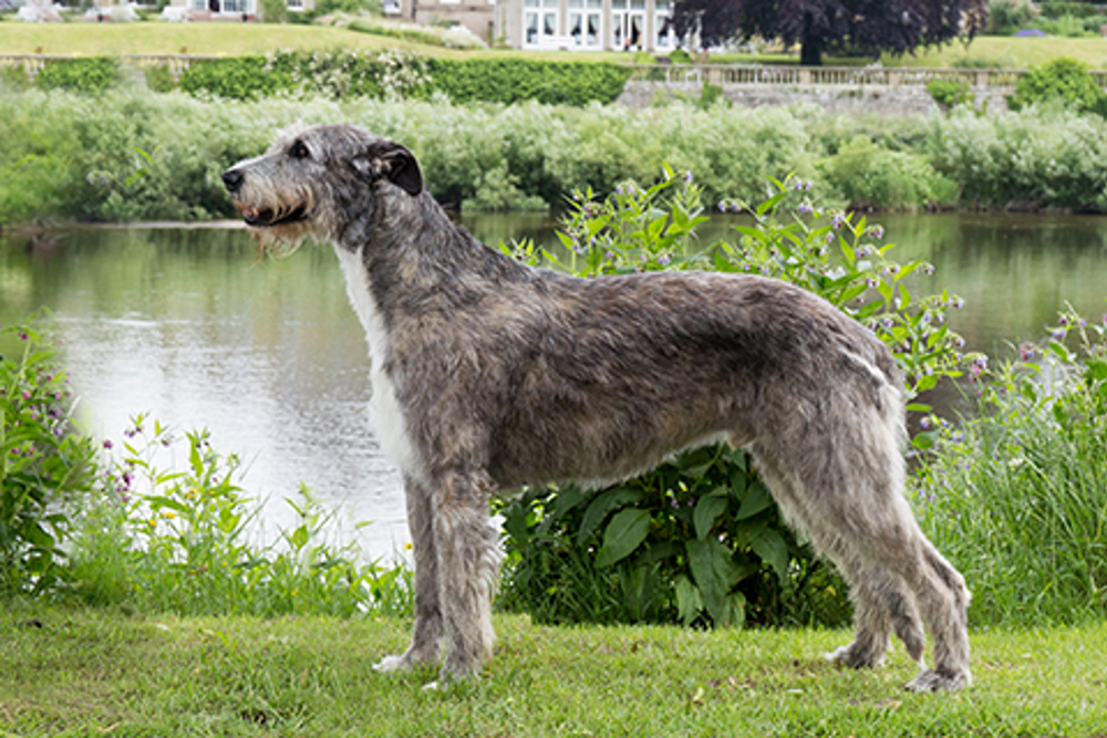 Irish Wolfhound Irish Greyhound | atelier-yuwa.ciao.jp Irish Wolfhound Irish Greyhound | atelier-yuwa.ciao.jp