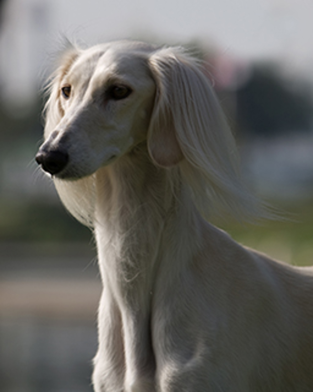 Saluki Breeds A To Z The Kennel Club