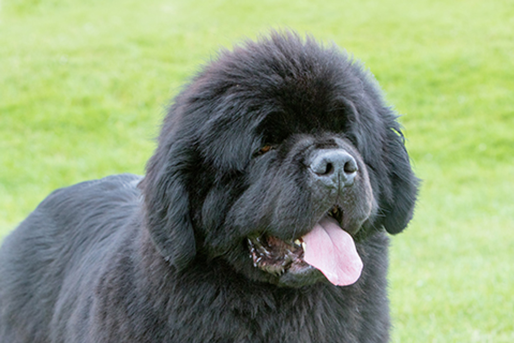 Newfoundland Breeds A To Z The Kennel Club newfoundland-breeds-a-to-z-the-kennel-club