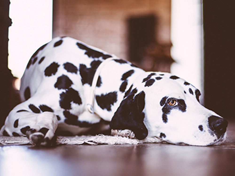 General poisons | Dog health | The Kennel Club General poisons | Dog health | The Kennel Club
