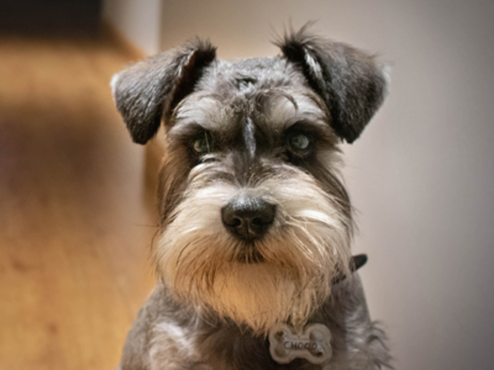 Dog poisons in your medicine cabinet | Kennel Club Dog poisons in your medicine cabinet | Kennel Club